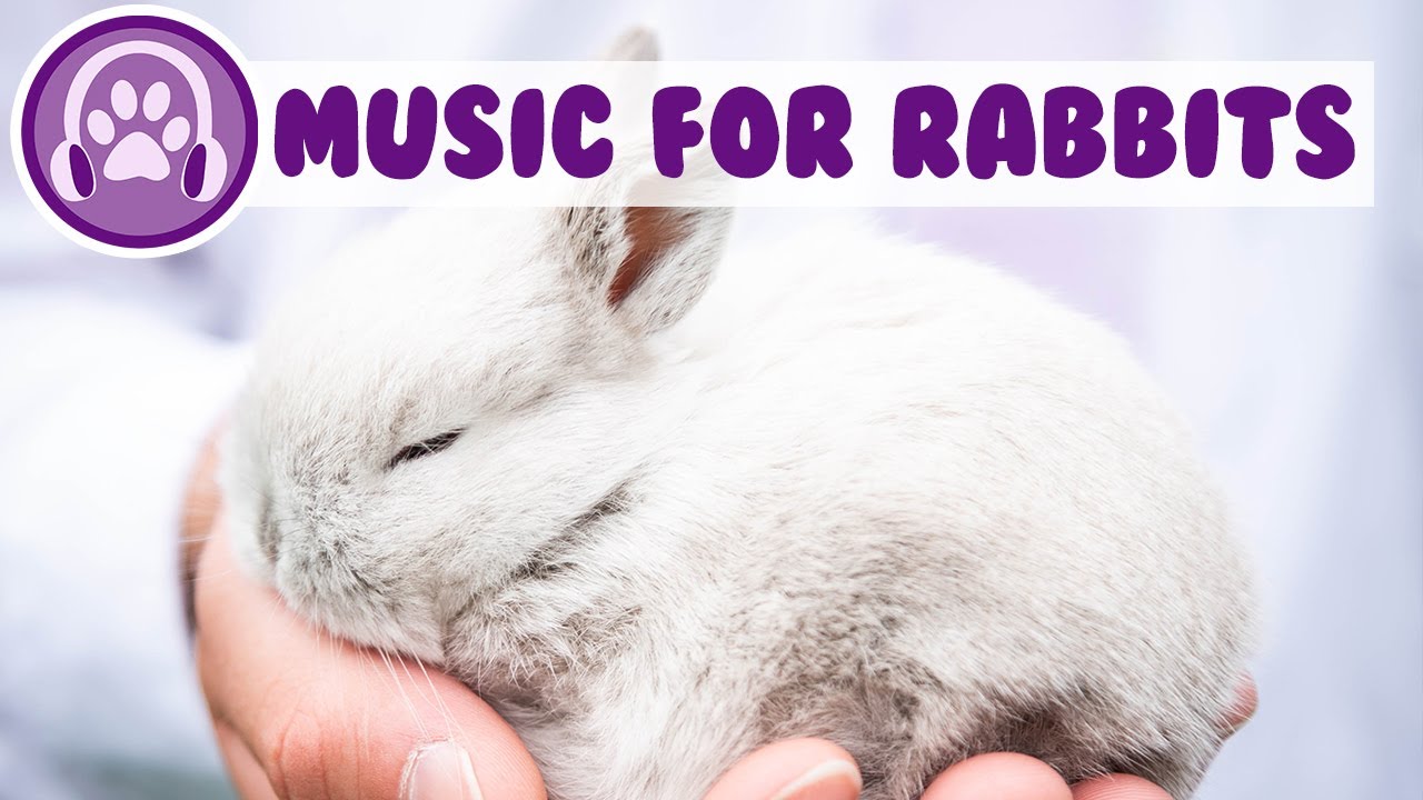 Music Just for Rabbits - Relax and Soothe Your Rabbit and Stop Anxiety ...