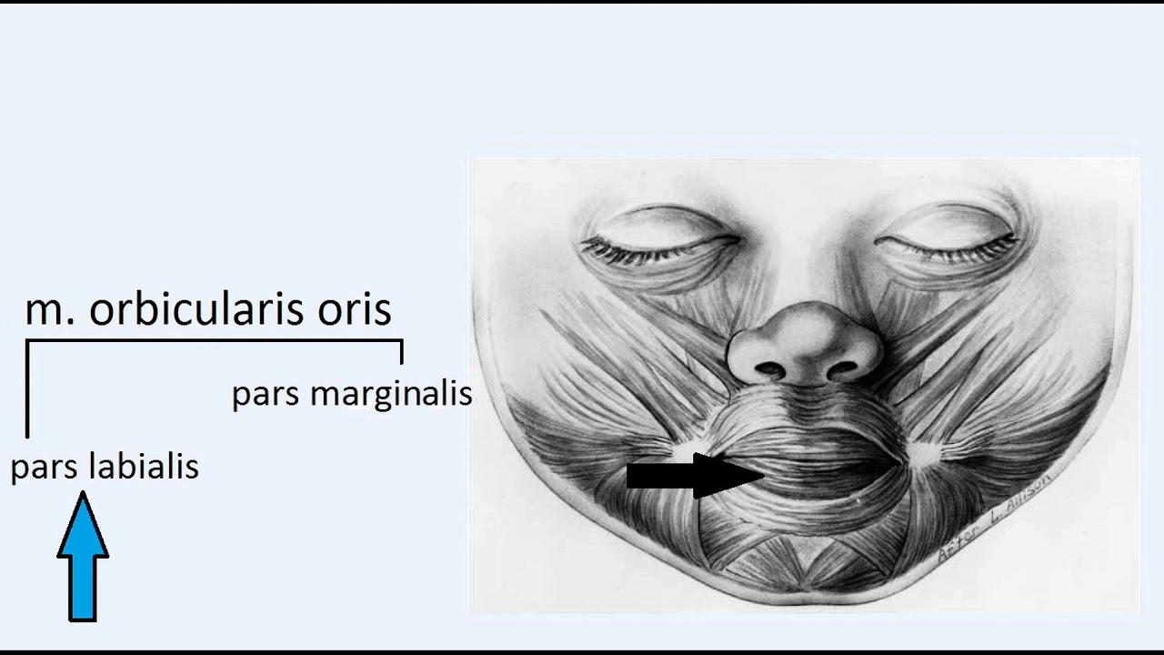 Круговая мышца рта, m orbicularis oris - YouTube