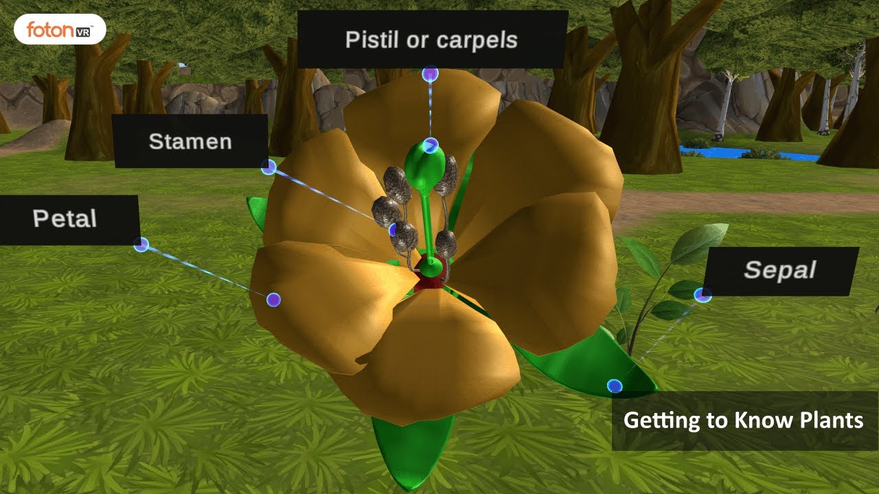 VR Tour For Std 6 Ch 7 Getting to Know Plants - YouTube