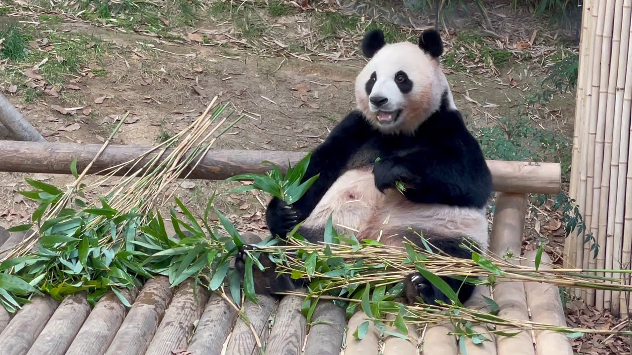 Giant panda, Aibao Mukbang while panda cub, Fubao is sleeping - YouTube