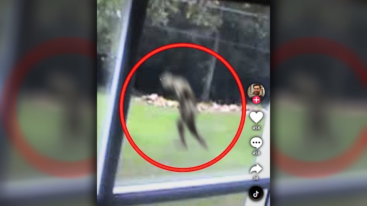 The Scariest Creatures Caught On TikTok | Scary Comp V16 - YouTube