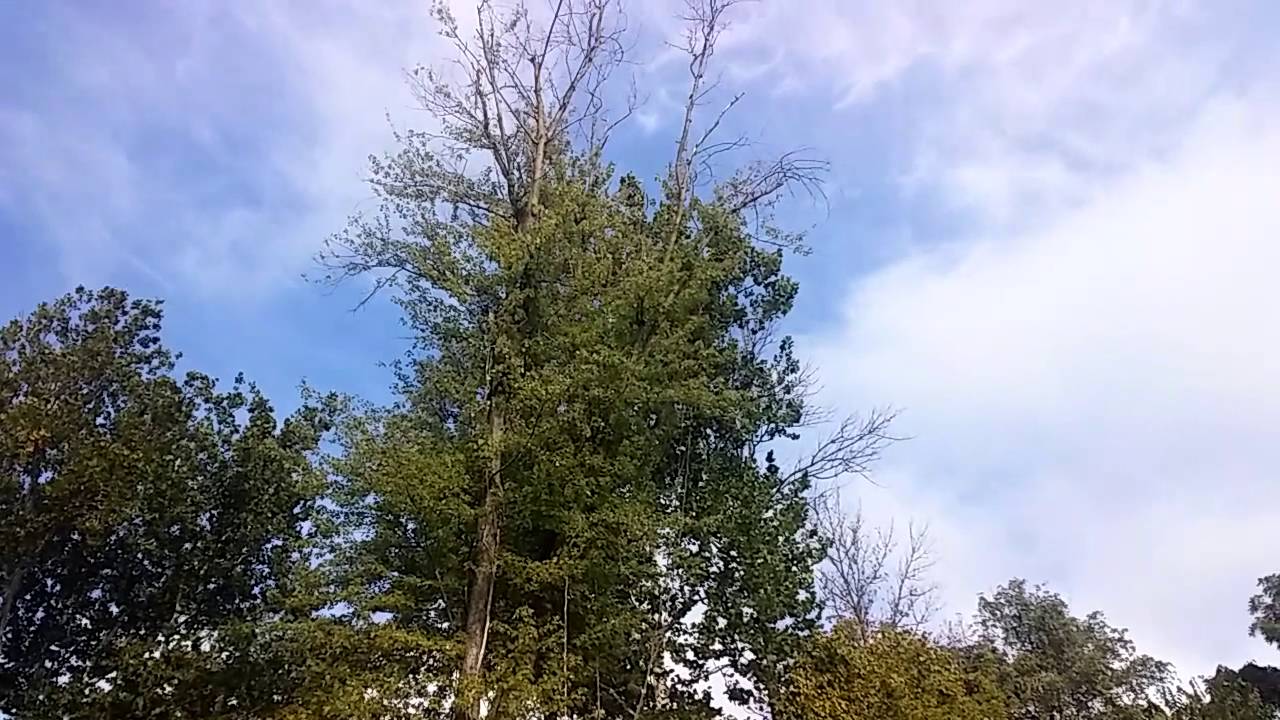 Tree vid lyle - YouTube