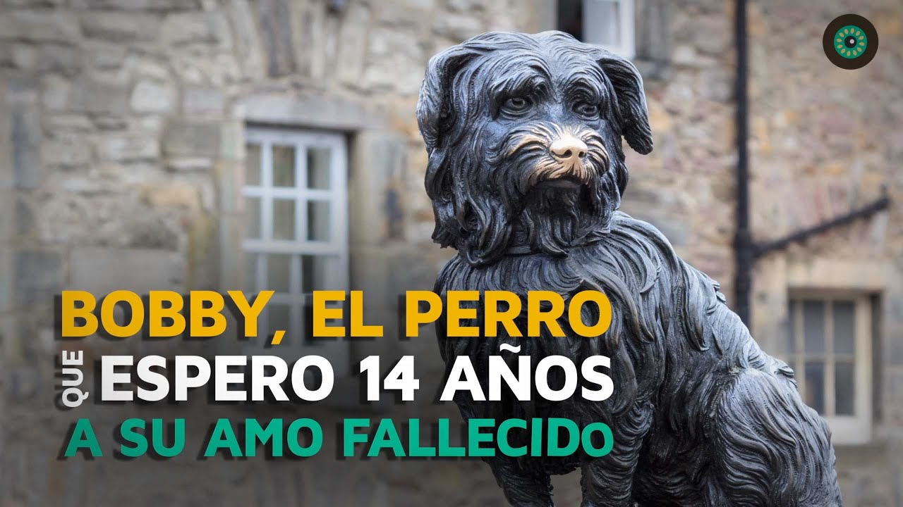 Bobby, el perro que esperó 14 años a su amo fallecido - YouTube