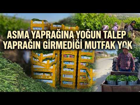 Üzüm Hasadı Öncesi Çiftçinin Yüzü Yaprakla Gülüyor