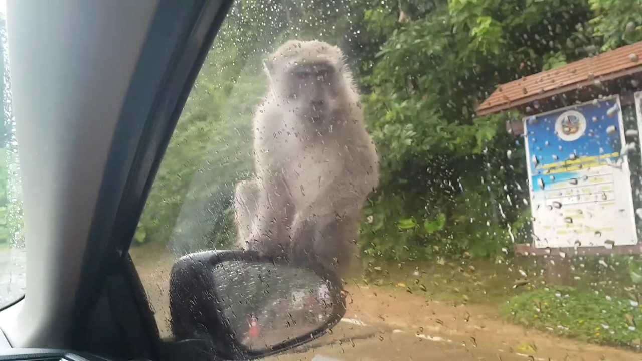 When Monkeys attack! - YouTube