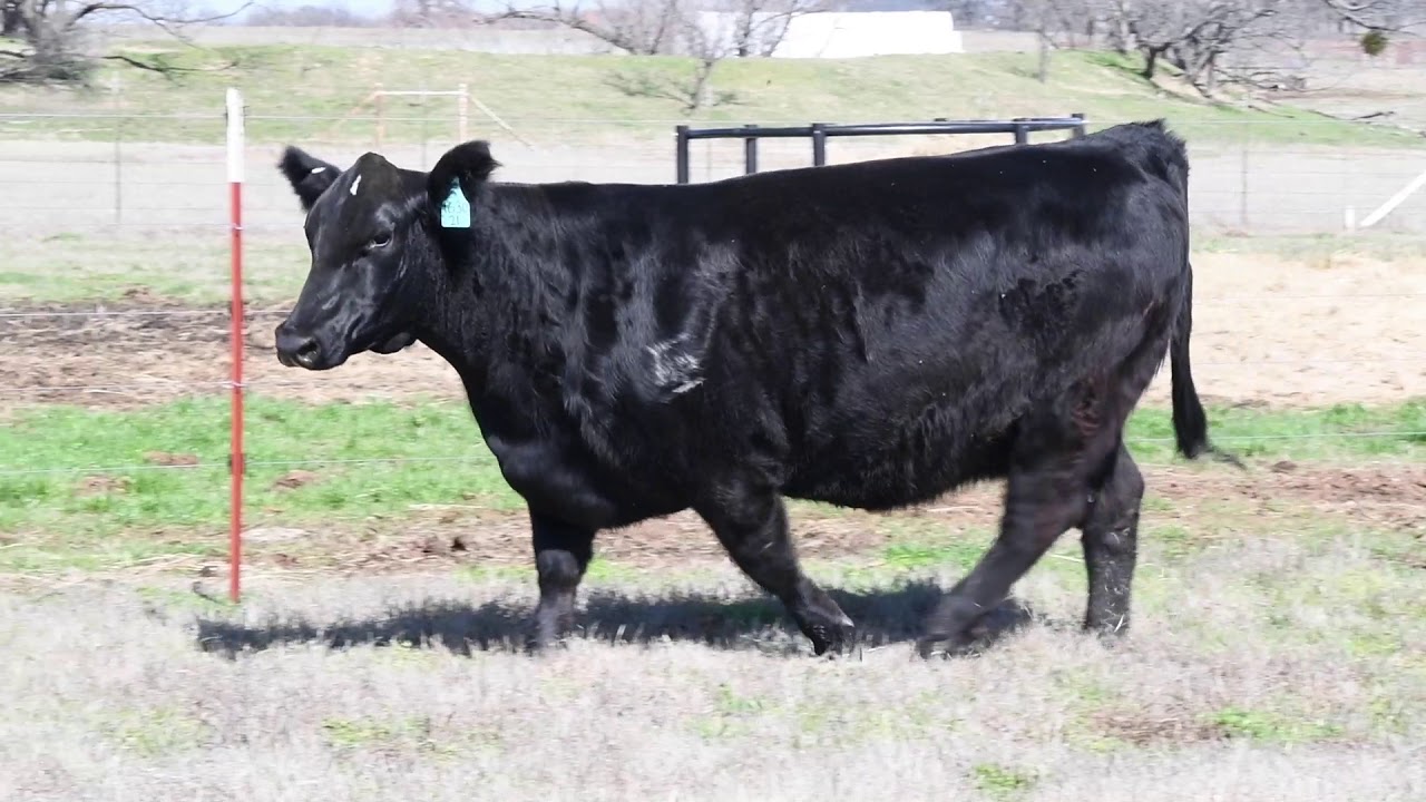 Tanner Cattle Co 2020 Lot 1 - YouTube
