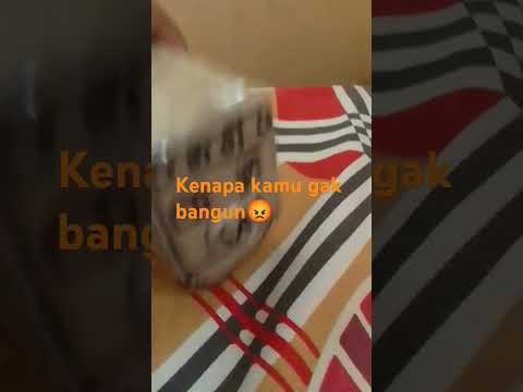 meme @Koko_Dan_Chiko - YouTube