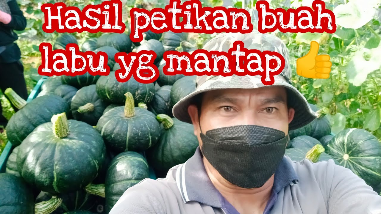 PANEN BUAH || LABU KEMBALI - YouTube