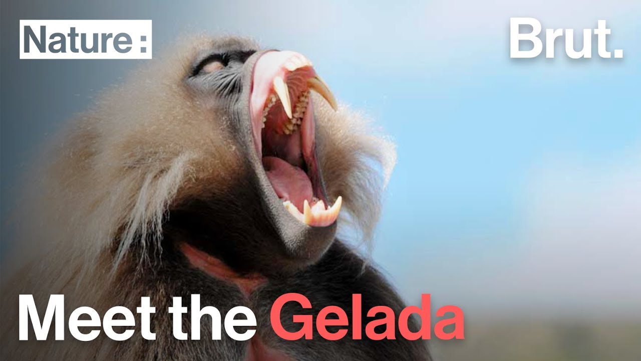 Meet the Gelada - YouTube