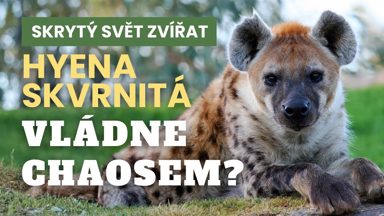 Hyena skvrnitá: Proč se jí straní i lvi? - YouTube