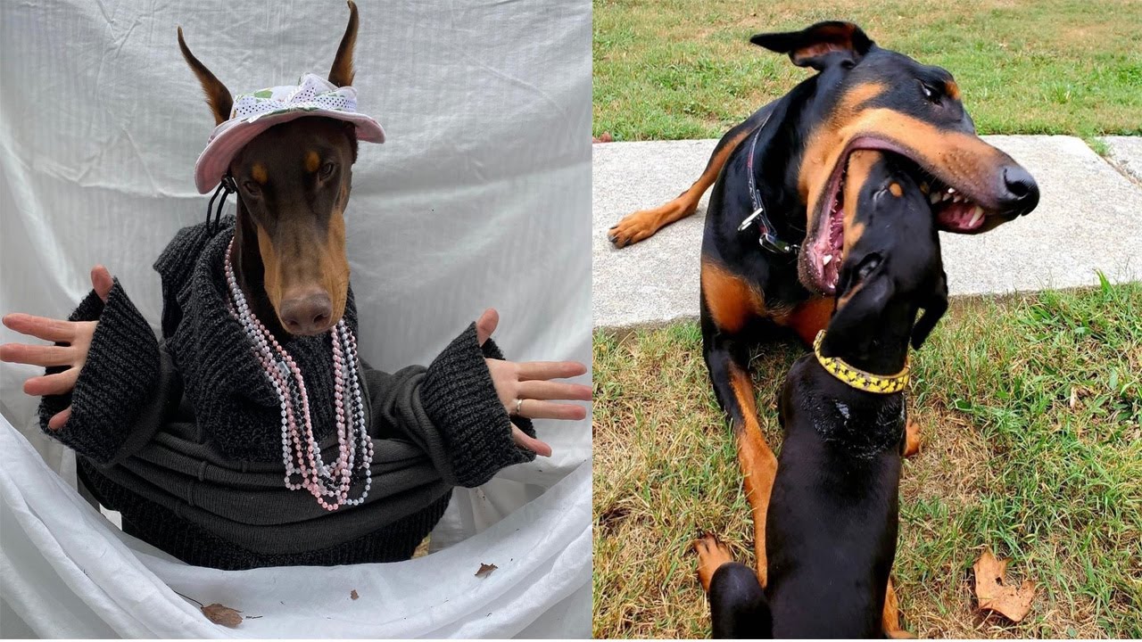 Top Most Funny Doberman Dogs Moments | Funniest & Cutest Doberman Dog ...