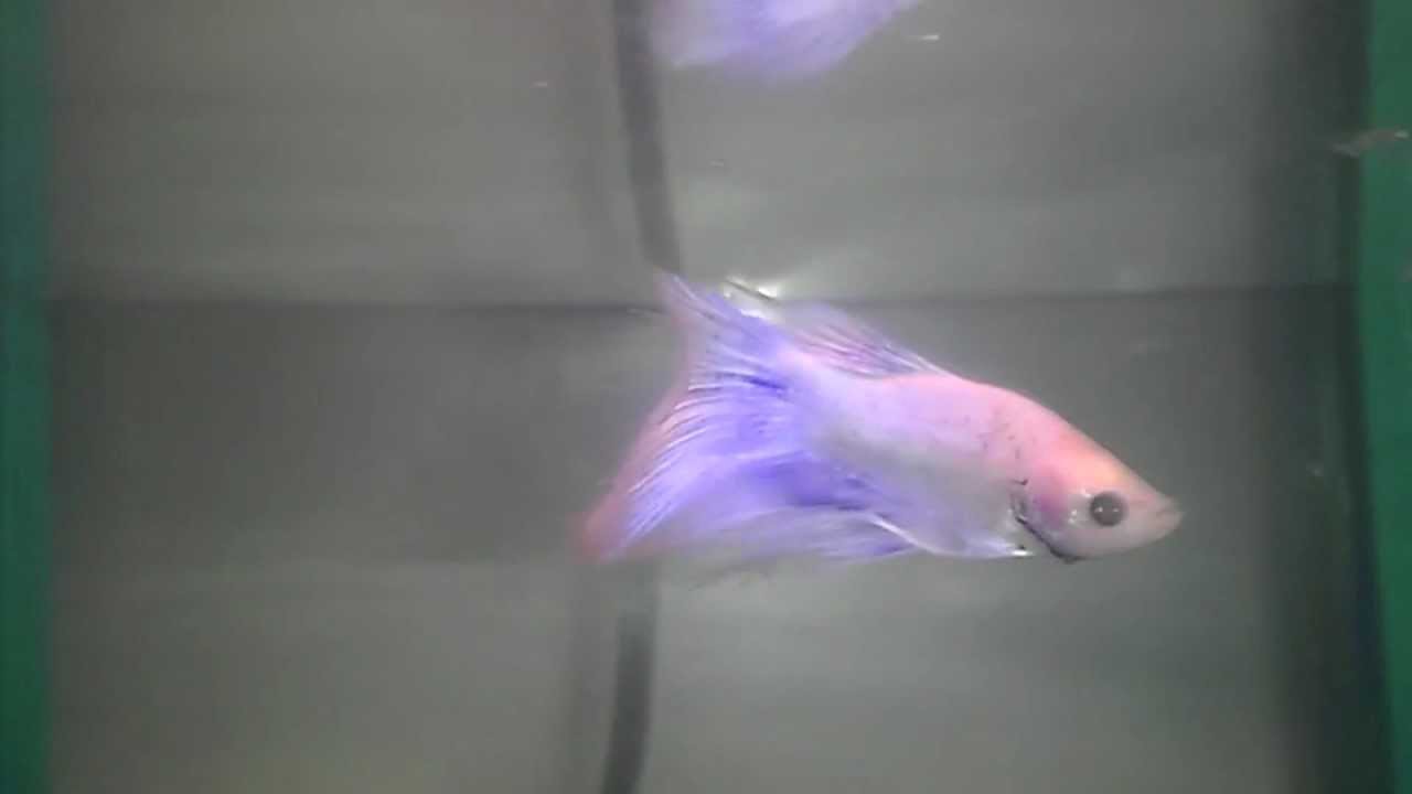 Marble Betta Fish Color Changes Over Time - YouTube