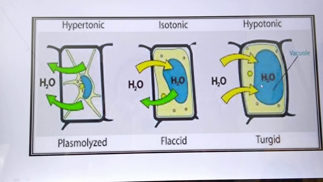 Biology class - YouTube