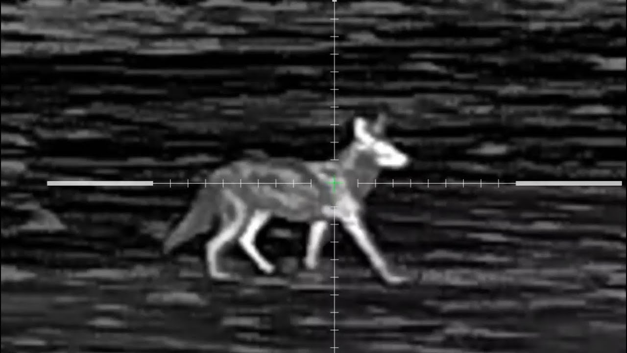 Recent night time coyote hunting - YouTube