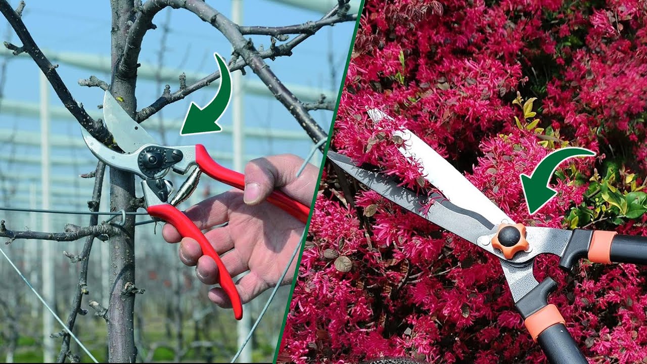 Garden Shears vs Pruning Shears: Which Tool is Right for Your Garden ...