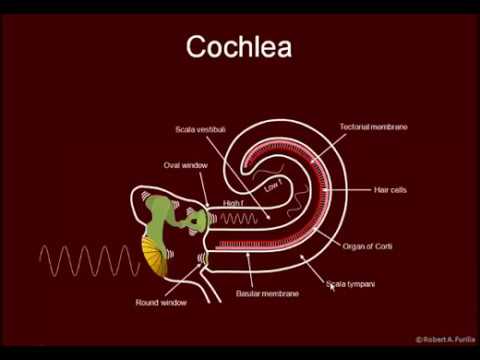 Sound Transduction - YouTube