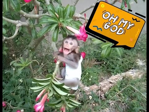 BABY MONKEY SCREAMING | GET LOST FORGOT THE WAY HOME - YouTube