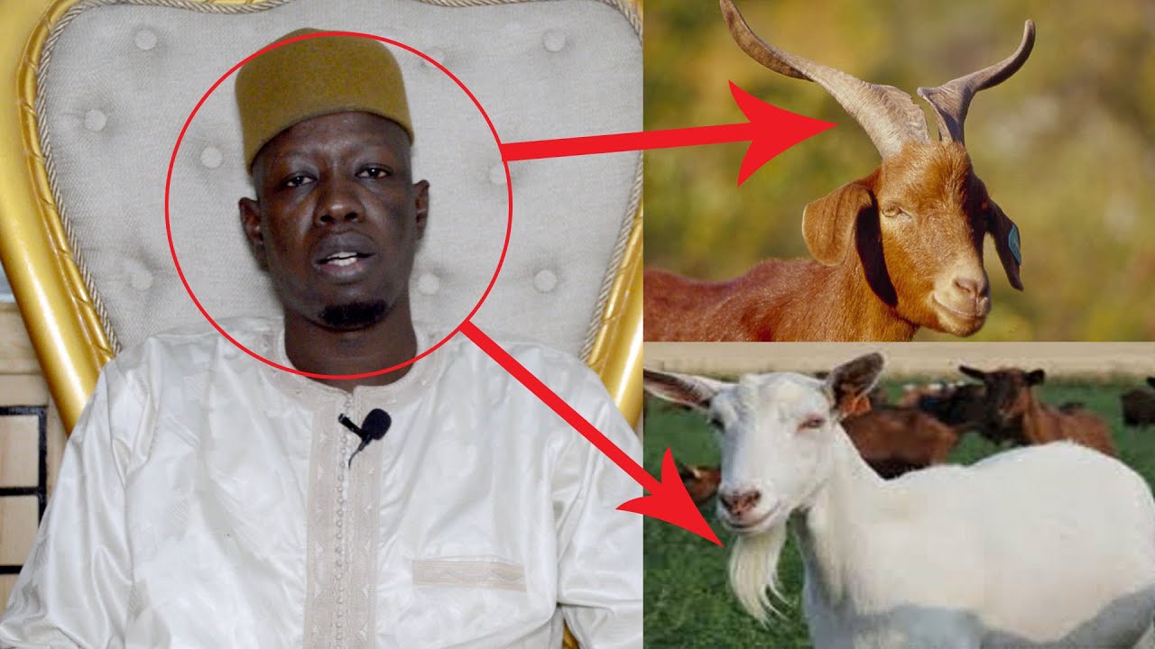 Serigne Babacar Diop révèle les secrets mystérieux de la chèvre Sénégal ...