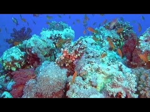 Deep Ocean Coral Reef Adventure Documentary HD - YouTube