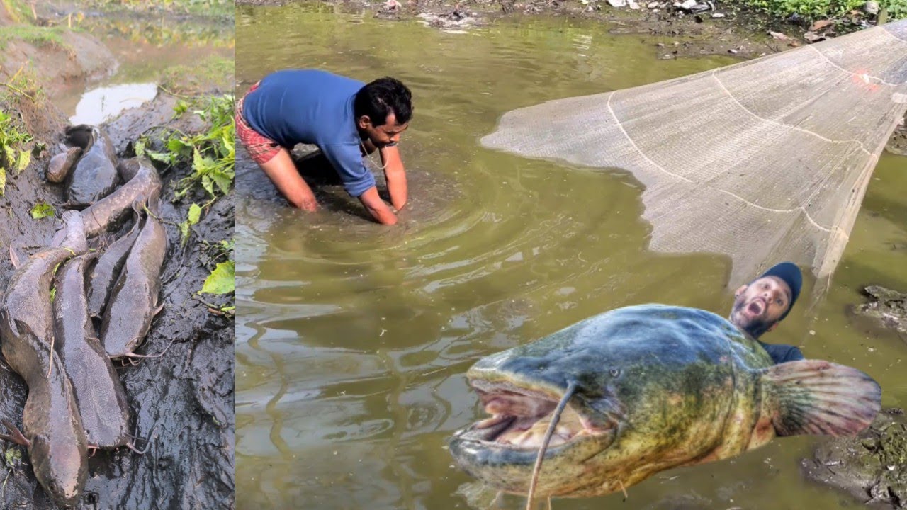 Best fishing video by village man! villege man net fishing in pond🐟Real ...