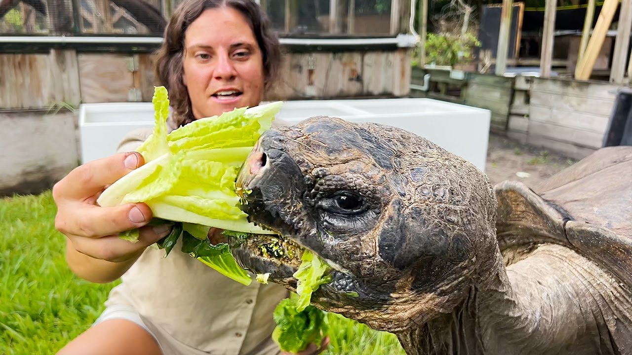 Meet The Giant Tortoise with Six Girlfriends😅 - YouTube