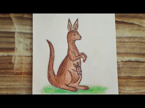 Canguro Drawing / Kangaroo Drawing / Kanguru çizimi / Kanguru resmi