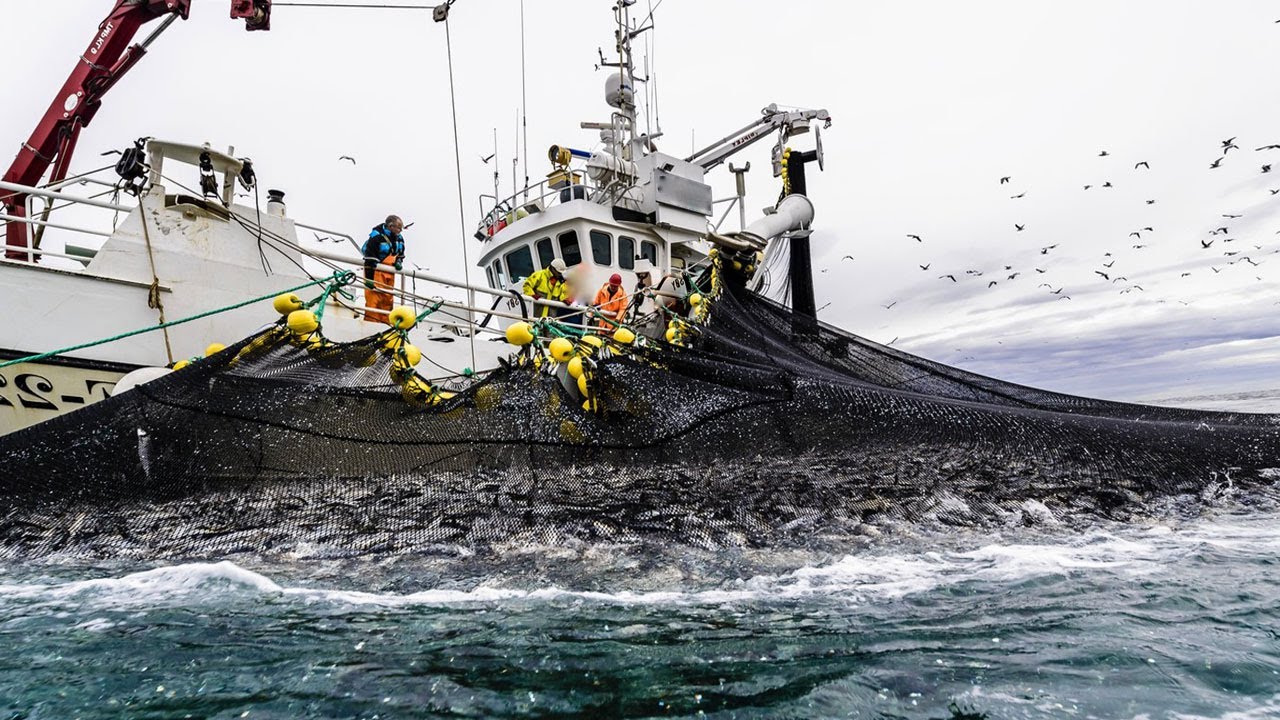 Incredible net fishing earns hundreds of thousands of dollars ...
