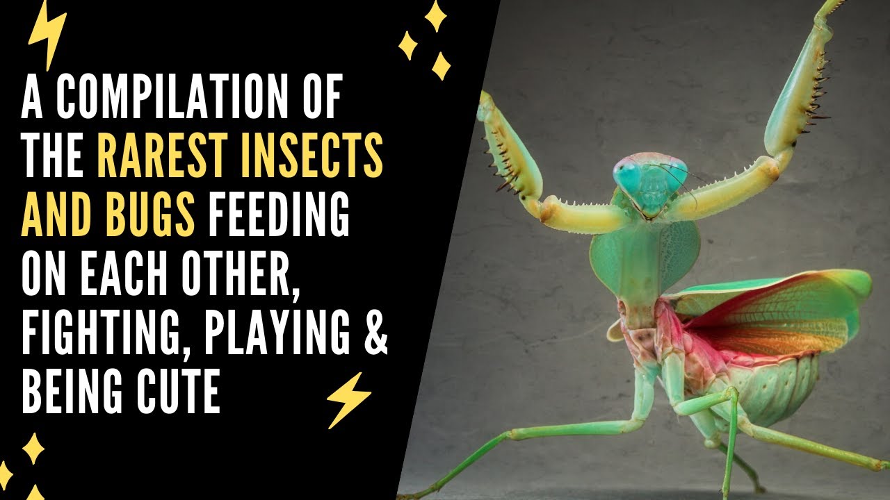 Incredible Insect Video Compilation - YouTube
