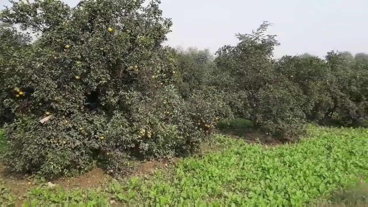 Best Export Quality Oranges in Pakistan - YouTube