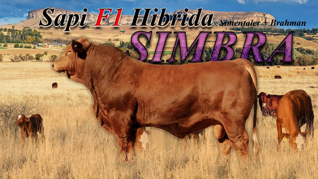 SAPI SUPER F1 HIBRIDA SIMBRA | BREED SAPI TERKUAT ,TERBESAR DAN PALING ...