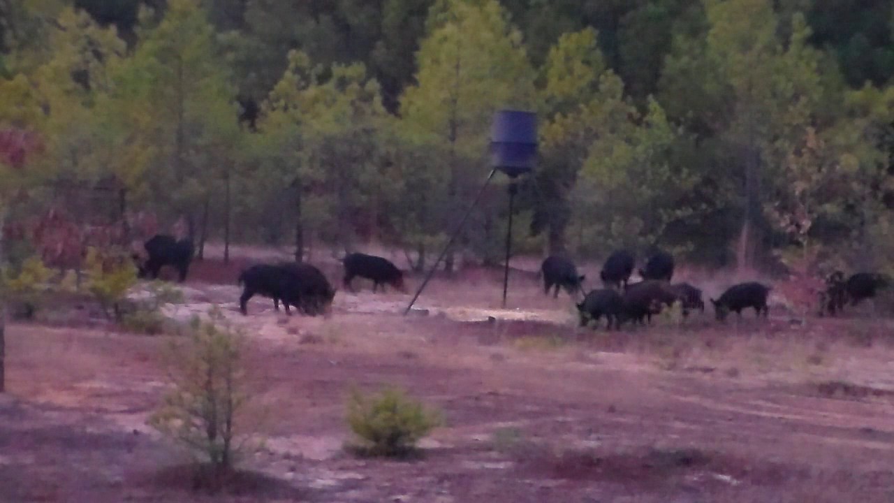 Two Texas Hogs with one shot. - YouTube