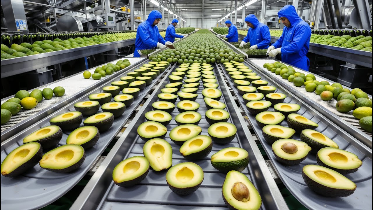 How Farmers Harvest and Process Millions of Tons of Avocados | Avocado ...