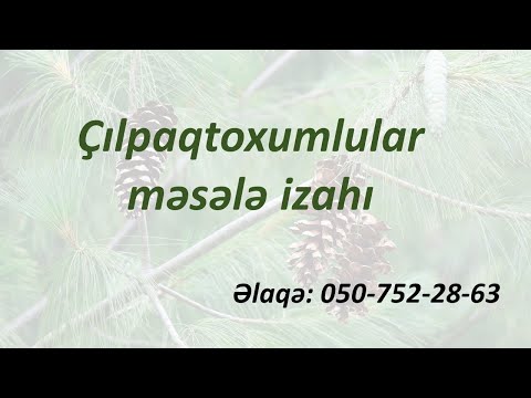 Çılpaqtoxumlular məsələ izahı