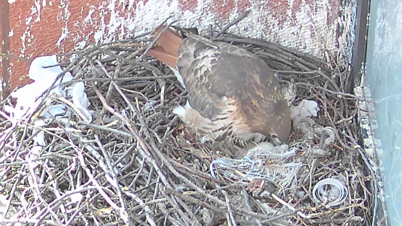 Second Washington Square Park Hawk egg hatchling - April 19th, 2017 ...