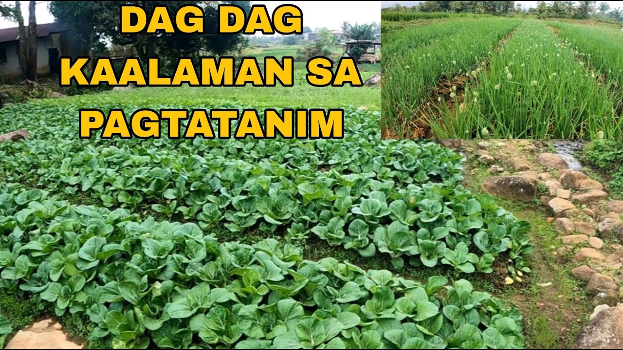 DAG DAG KAALAMAN SA PAGTATANIM NG SIBUYAS DAHON - YouTube
