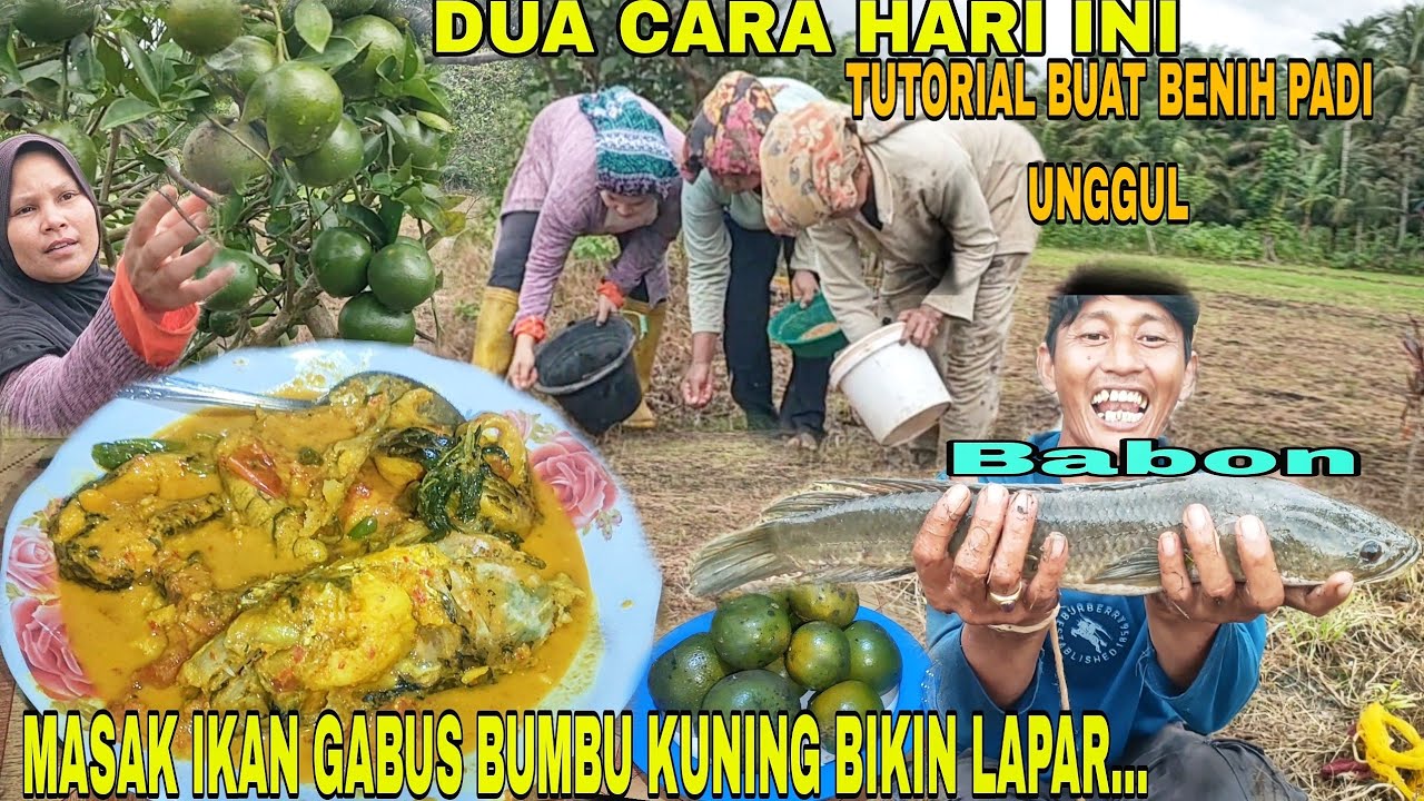 DUA CARA HARI INI. MASAK IKAN GABUS BIKIN LAPAR||TUTORIAL BUAT BENIH ...