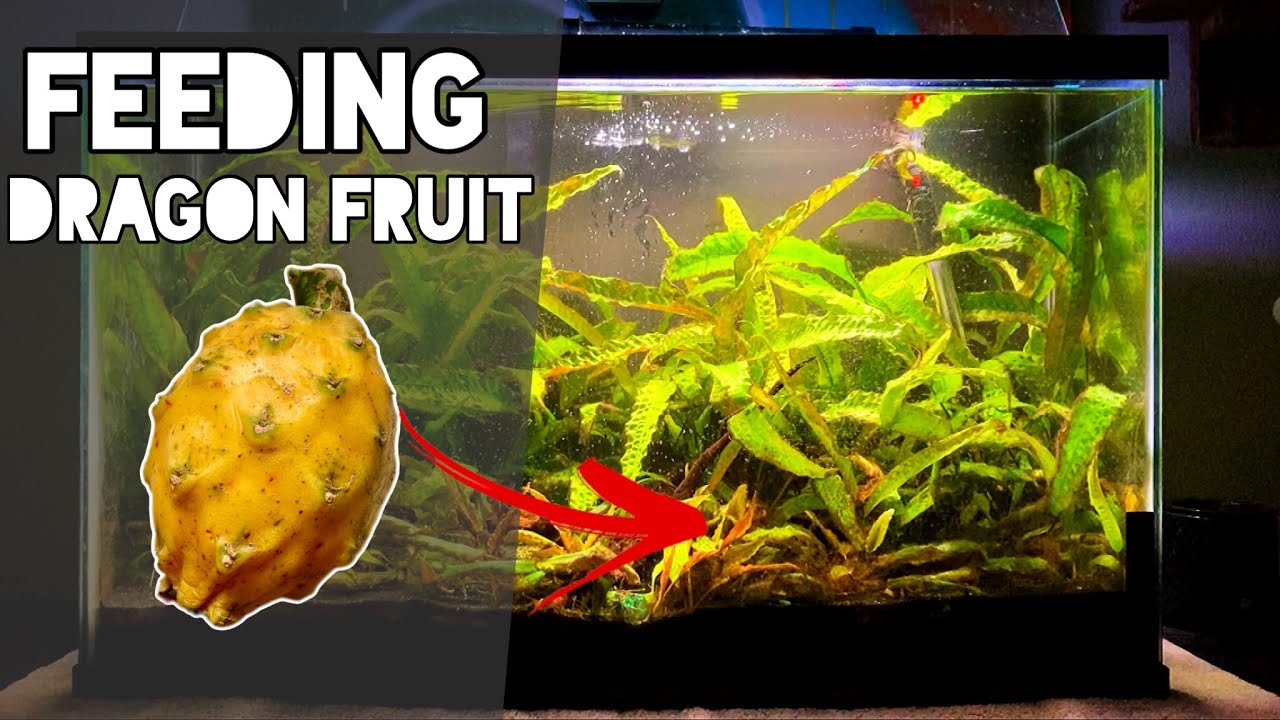 Feeding Dragon Fruit To My Fish - YouTube
