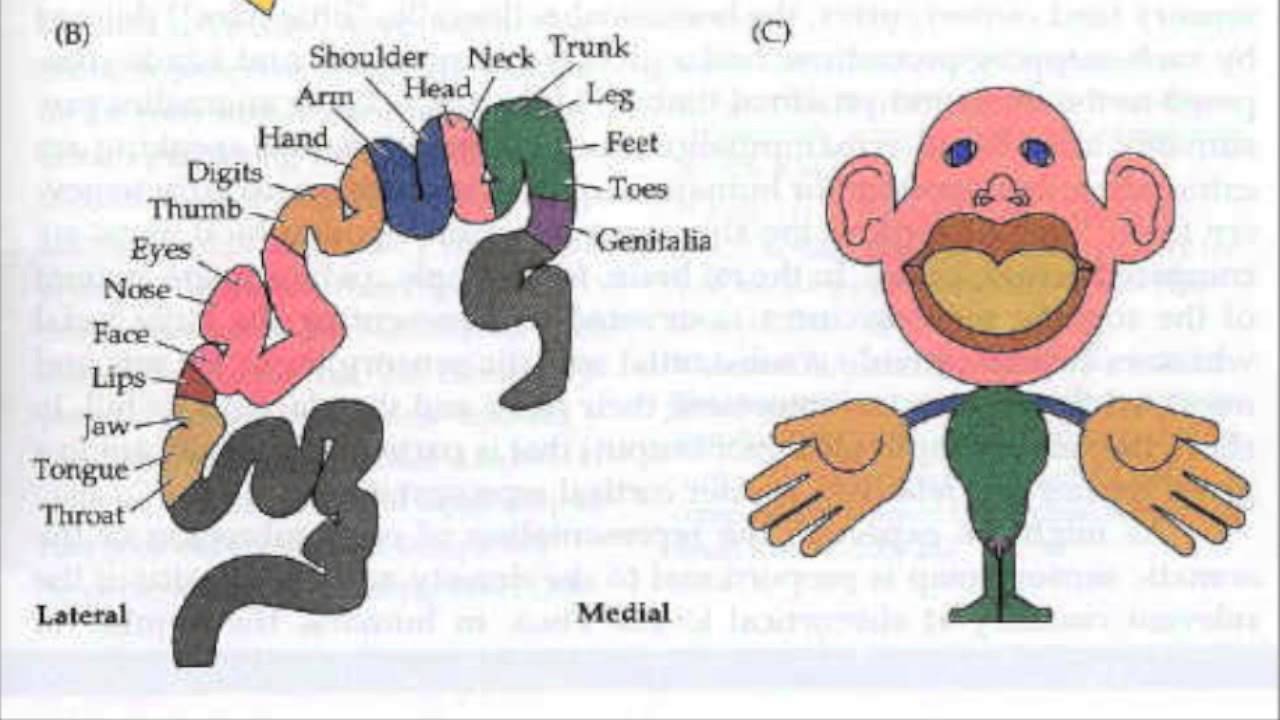 What Does True Vocal Control Feel Like YouTube