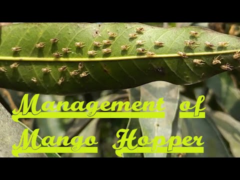 Management of mango hopper || Latest upload 2023 || - YouTube