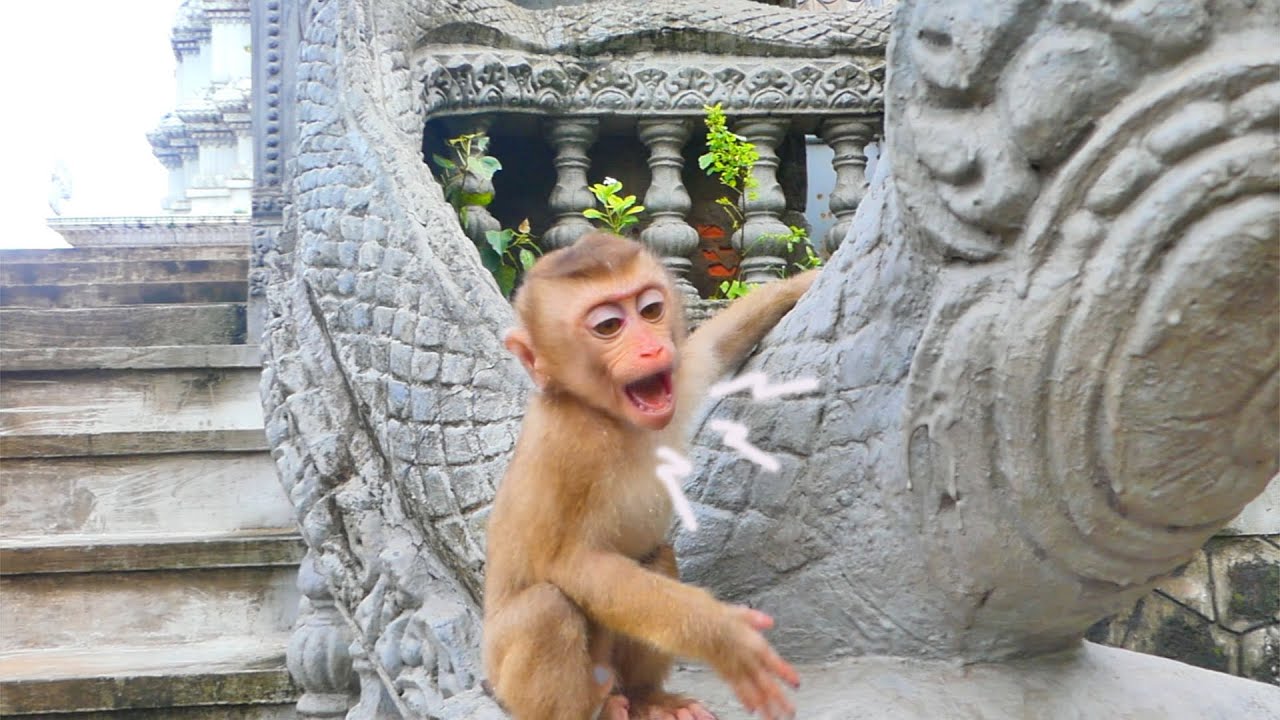Pity...poor baby monkey SARO cries because he can't fine his mom SARIKA ...