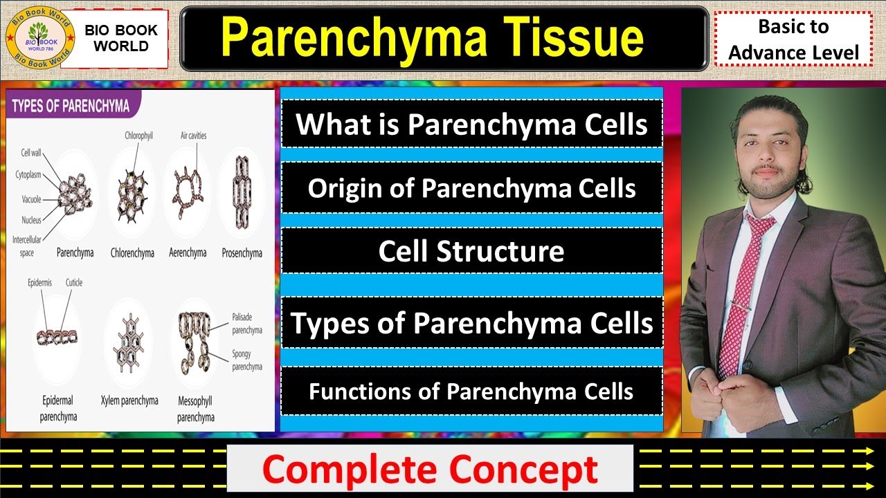 Parenchyma Tissue Types Of Parenchyma Simple Permanent Tissue parenchyma-tissue-types-of-parenchyma-simple-permanent-tissue