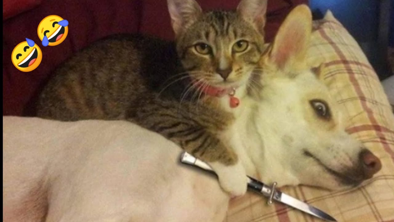 Funny Pets Cats And Dogs Part 25 World Famous Pets funny-pets-cats-and-dogs-part-25-world-famous-pets