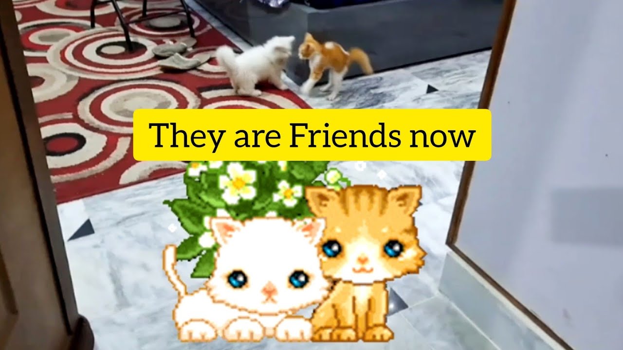 Funny Fights | Cute kittens are playing | Playful kittens | cat - YouTube