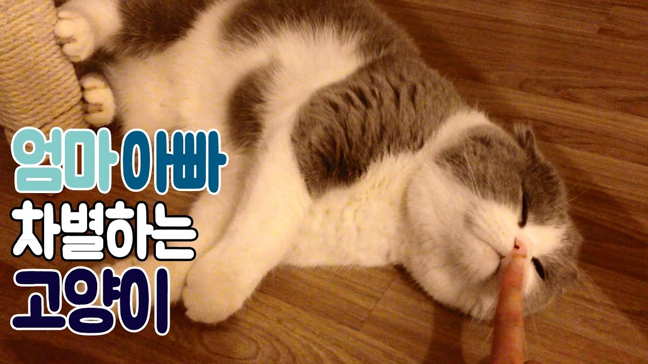 엄마 아빠 차별하는 귀여운 고양이 애교 Cat Licking Or Biting Youtube