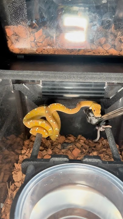 Feeding Green Tree Pythons & More! #snake #wildlife #reptiles #animals ...