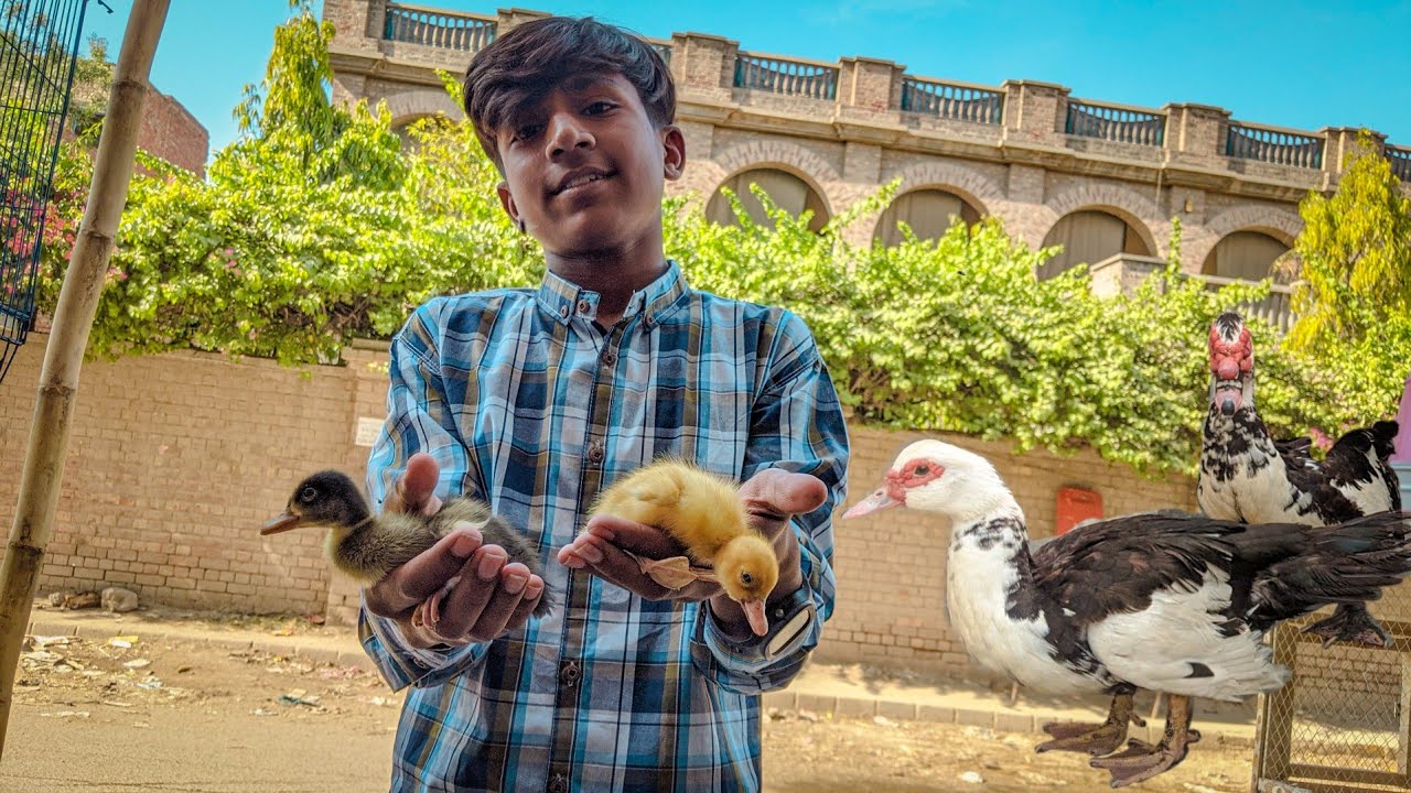 New Russian Duck🦆💖🐥#vlog - YouTube