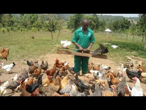 FREE RANGE CHICKEN FARMING IS REAL BUSINESS - YouTube