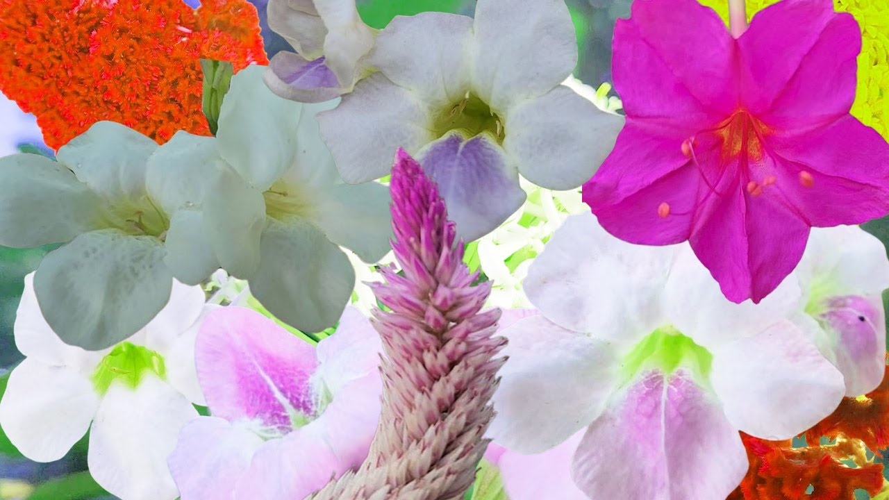 Different Types of Wild Flowers , Natural Beauty Around Us |Best ...