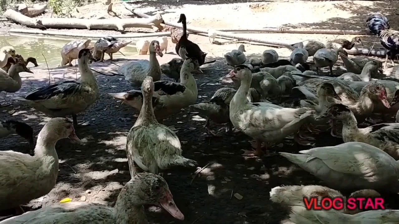 muscovy duck house #2-v2 - YouTube