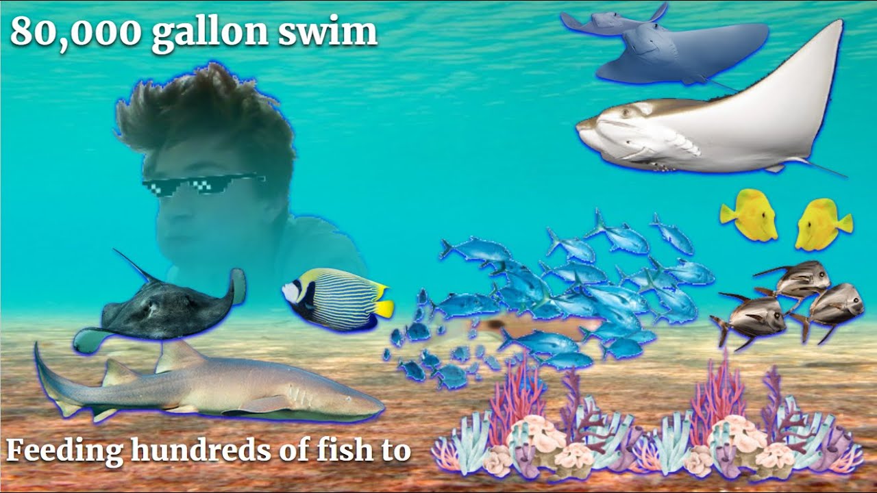 Swimming in St Augustine Aquarium's 80,000 gallon tank - YouTube